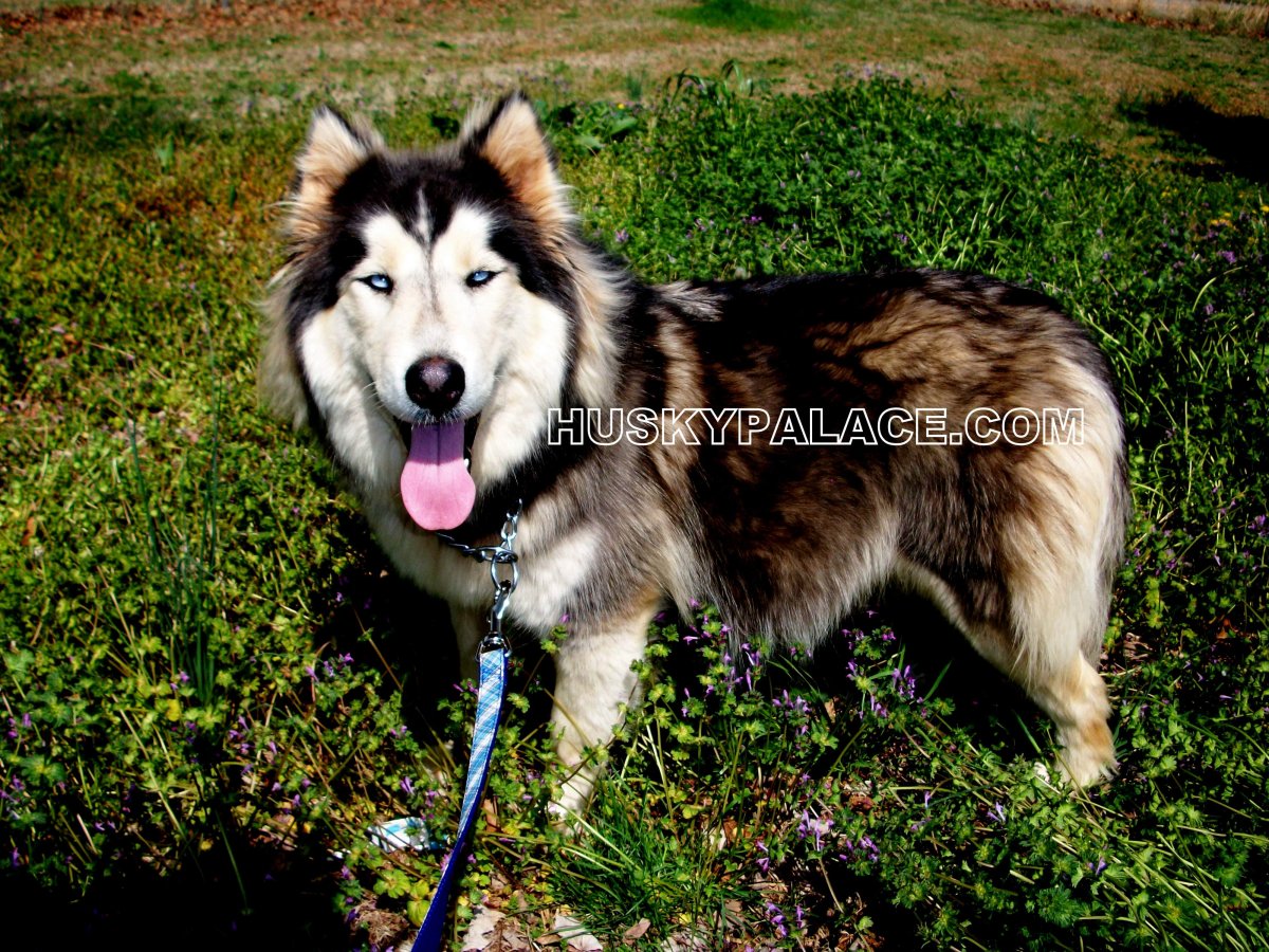 Siberian Husky in SC - Healthy, Beautiful, & Wooly | Husky Palace