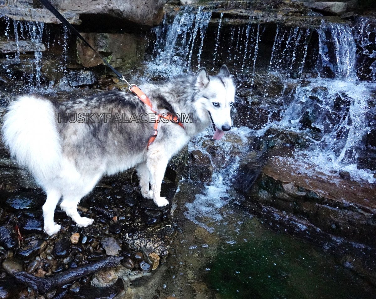 Klaus Mikaelson of Husky Palace - Solid White Husky | Husky Palace