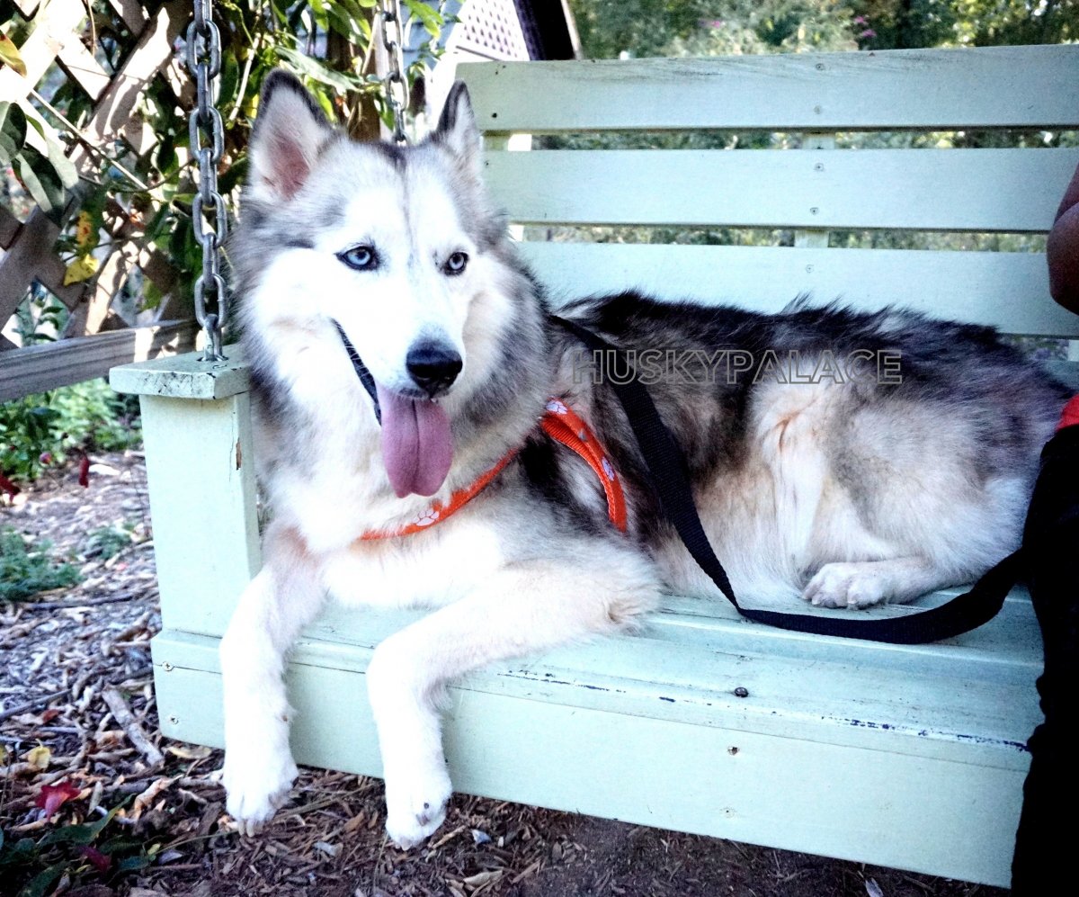 Klaus Mikaelson of Husky Palace - Solid White Husky | Husky Palace