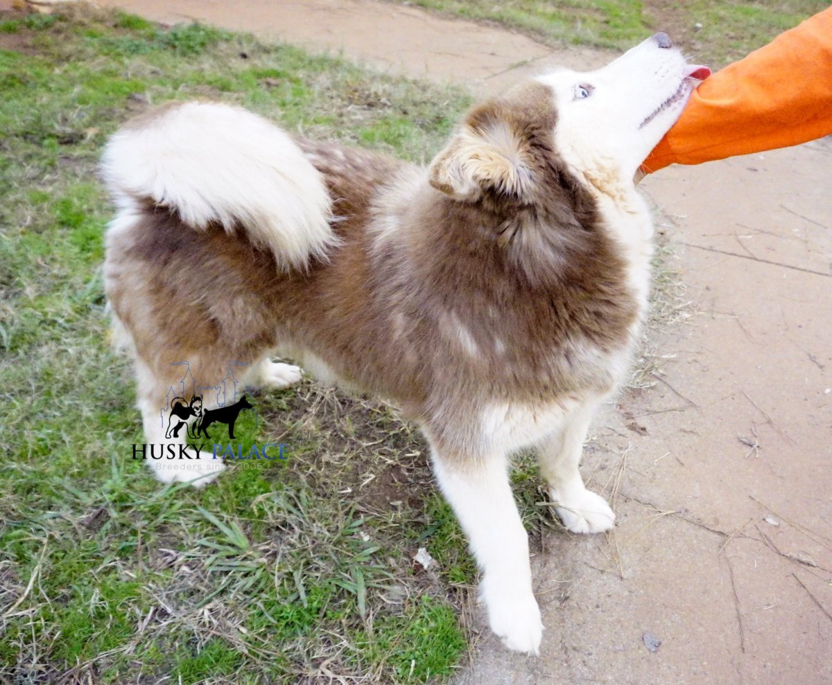 Heidi, Mother of our Siberian Husky Puppies - Wooly Coats | Husky Palace