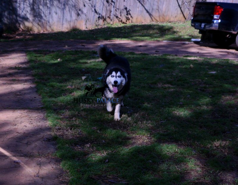 Katara of Husky Palace - AKC Black/white Siberian Husky