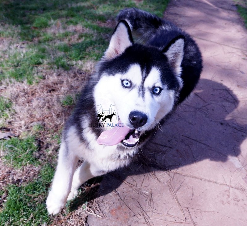 Champion Bloodlines Siberian Husky Pups - Mufasa
