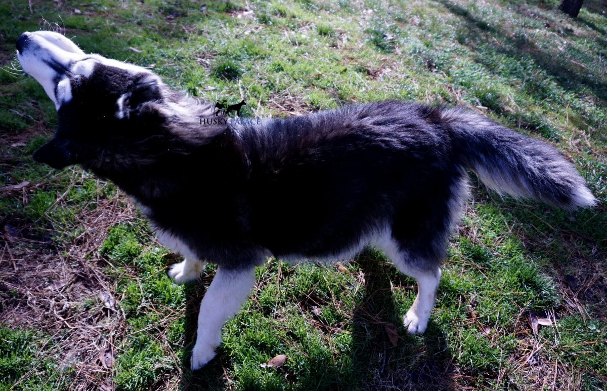 Katara of Husky Palace - AKC Black/white Siberian Husky
