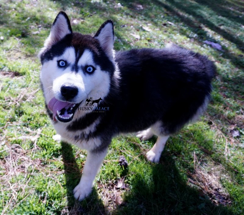 Katara of Husky Palace - AKC Black/white Siberian Husky