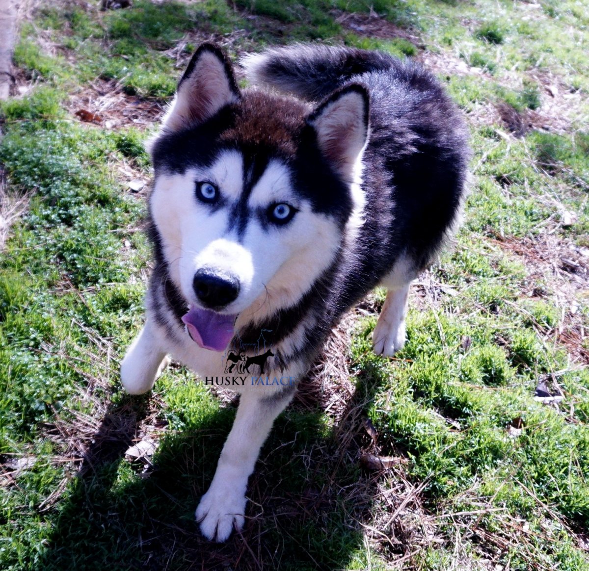 Katara of Husky Palace - AKC Black/white Siberian Husky