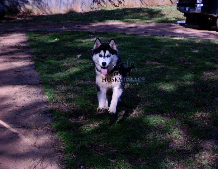 Katara of Husky Palace - AKC Black/white Siberian Husky