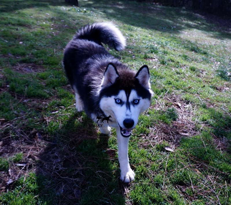 Katara of Husky Palace - AKC Black/white Siberian Husky