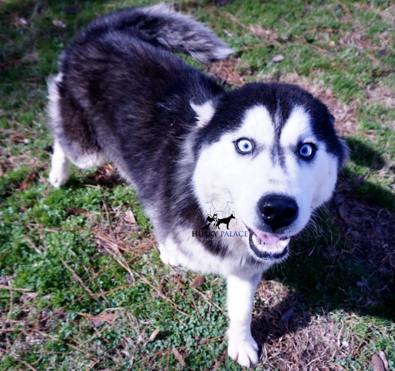 Katara of Husky Palace - AKC Black/white Siberian Husky