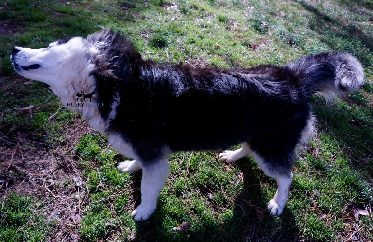 Katara of Husky Palace siberian husky puppies for sale scaled - Husky ...