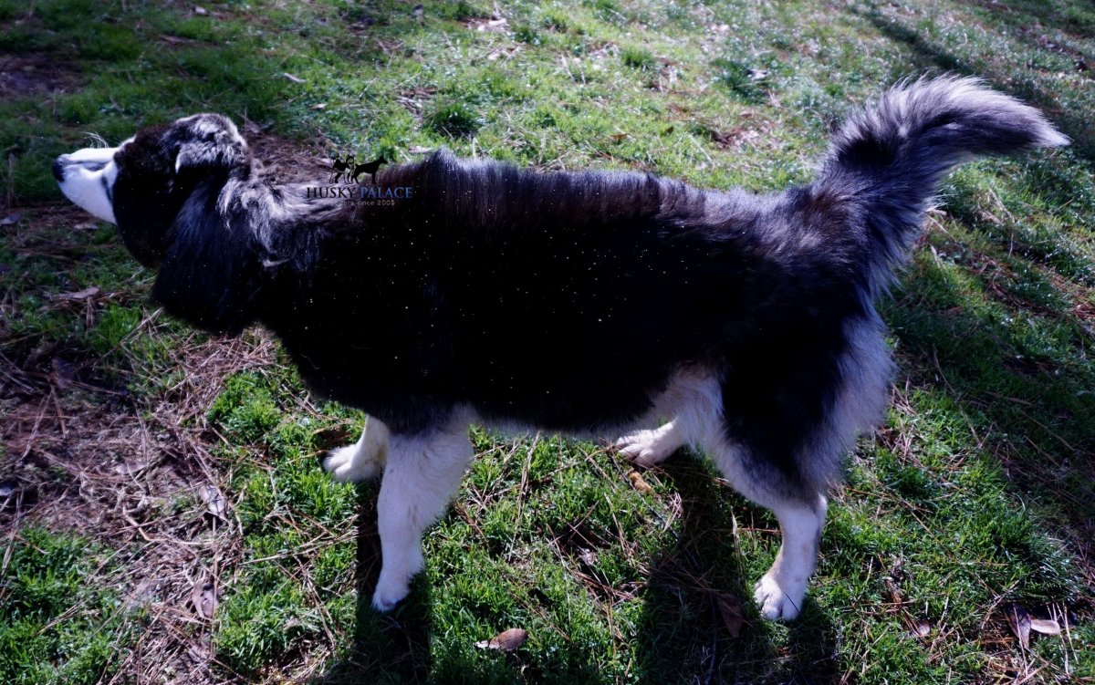 Katara of Husky Palace - AKC Black/white Siberian Husky