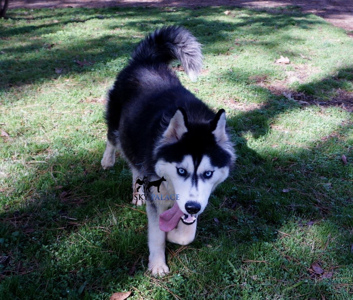 Katara of Husky Palace - AKC Black/white Siberian Husky