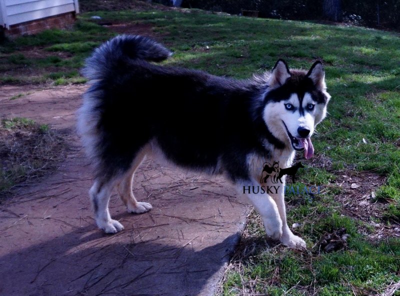 Katara of Husky Palace - AKC Black/white Siberian Husky