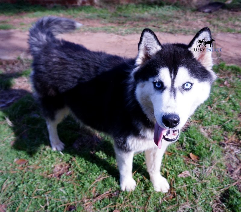 Katara of Husky Palace - AKC Black/white Siberian Husky