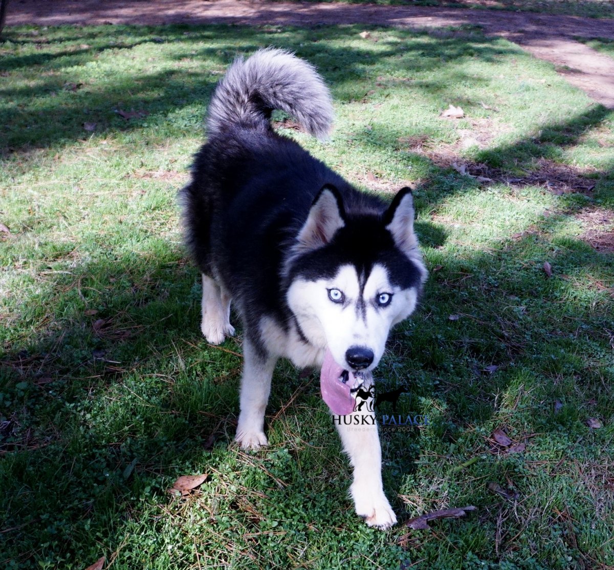 Katara of Husky Palace - AKC Black/white Siberian Husky