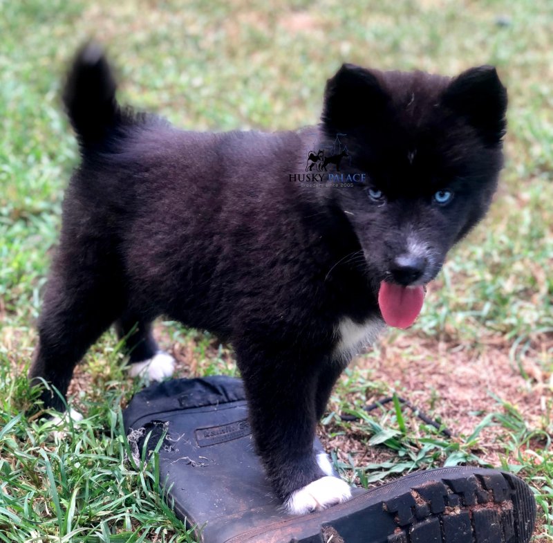 Michaela, Queen of the Night - All Black - Husky Palace