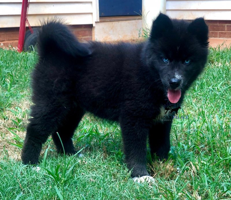 Michaela, Queen of the Night - All Black - Husky Palace