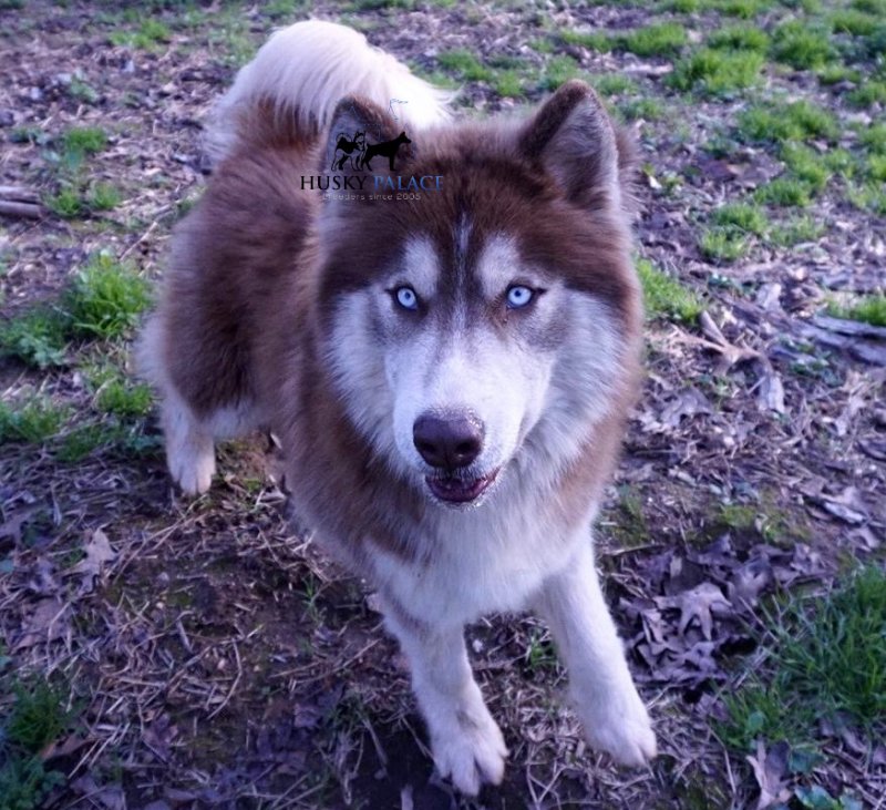 Red Husky Puppy For Sale - AKC Breeders| Husky Palace