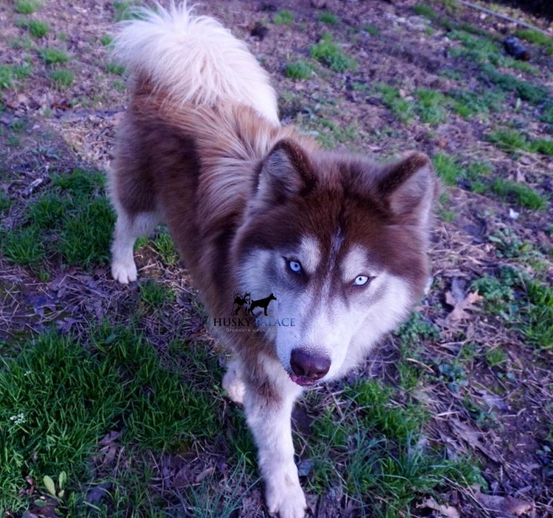 Pure Siberian Husky - AKC Breeder Since 2005 - Husky Palace