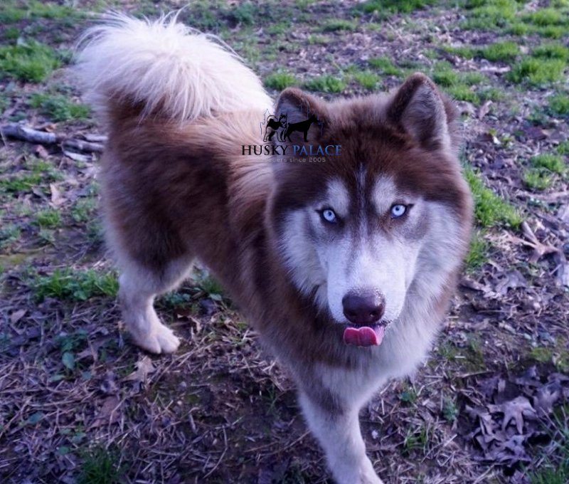 Cooper Siberian Huskies For Sale - AKC | Husky Palace