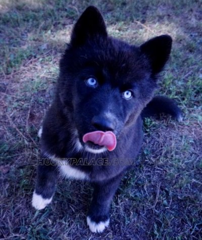 Michaela, Queen of the Night - All Black - Husky Palace