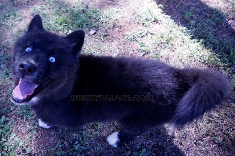 Michaela, Queen of the Night - All Black - Husky Palace