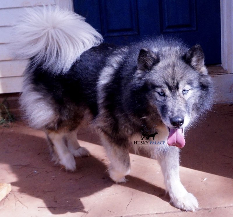 AKC Siberian Husky Upcoming Litters - Husky Palace