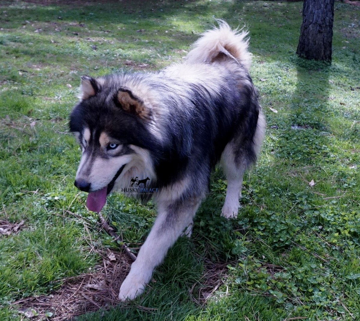 AKC Husky - Breeders Since 2005 - Husky Palace