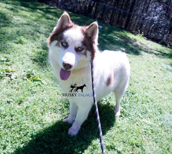 Blue Eye Husky - AKC Reputable Breeder - Husky Palace