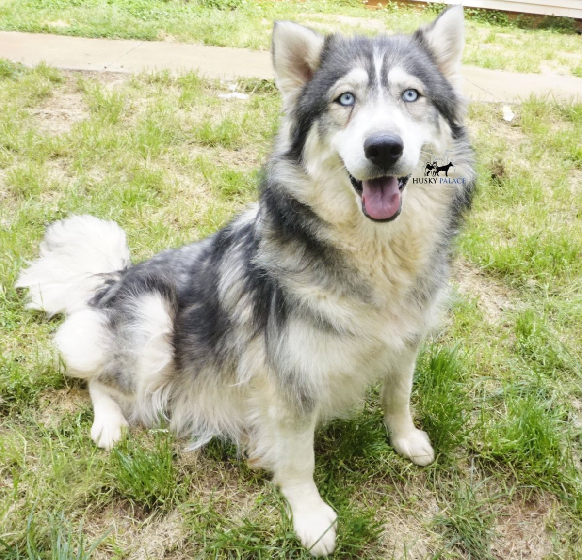 Husky Palace's London Queen of England - Husky Palace