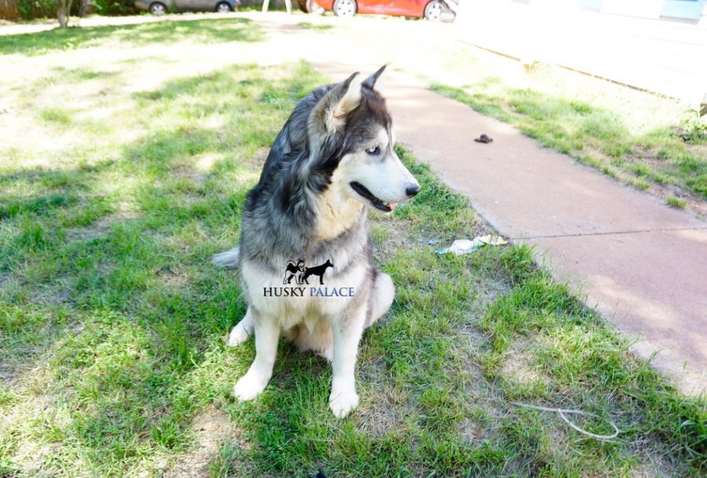 juno akc siberian husky puppy - Husky Palace