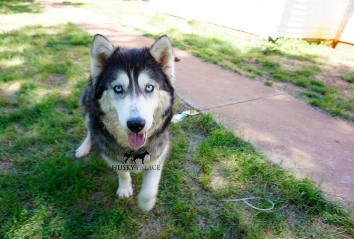 juno black:white diluted siberian husky puppy - Husky Palace