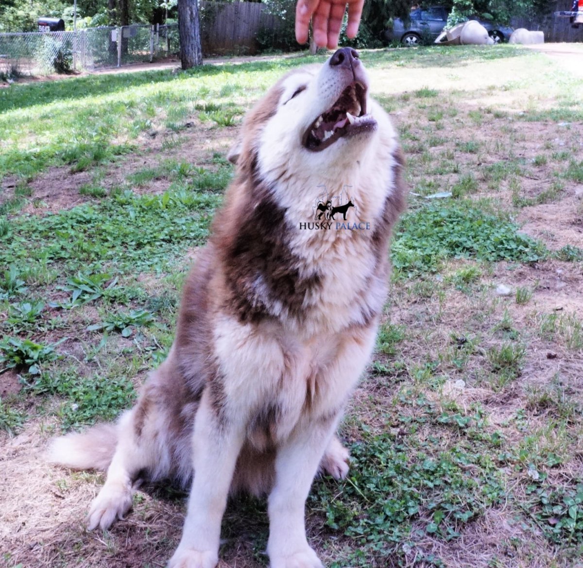 Ariel of Husky Palace - AKC Red/white Husky Breeder - Husky Palace