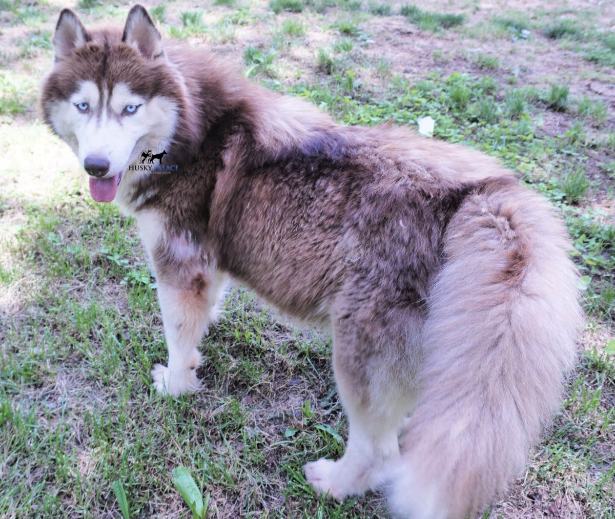 Husky Palace's Apollo God of The Sun - Husky Palace