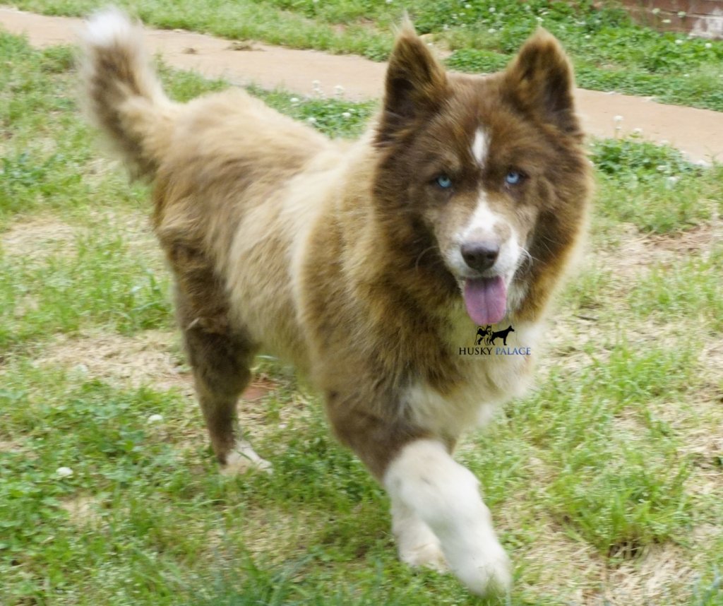 majha, copper husky breeder - Husky Palace