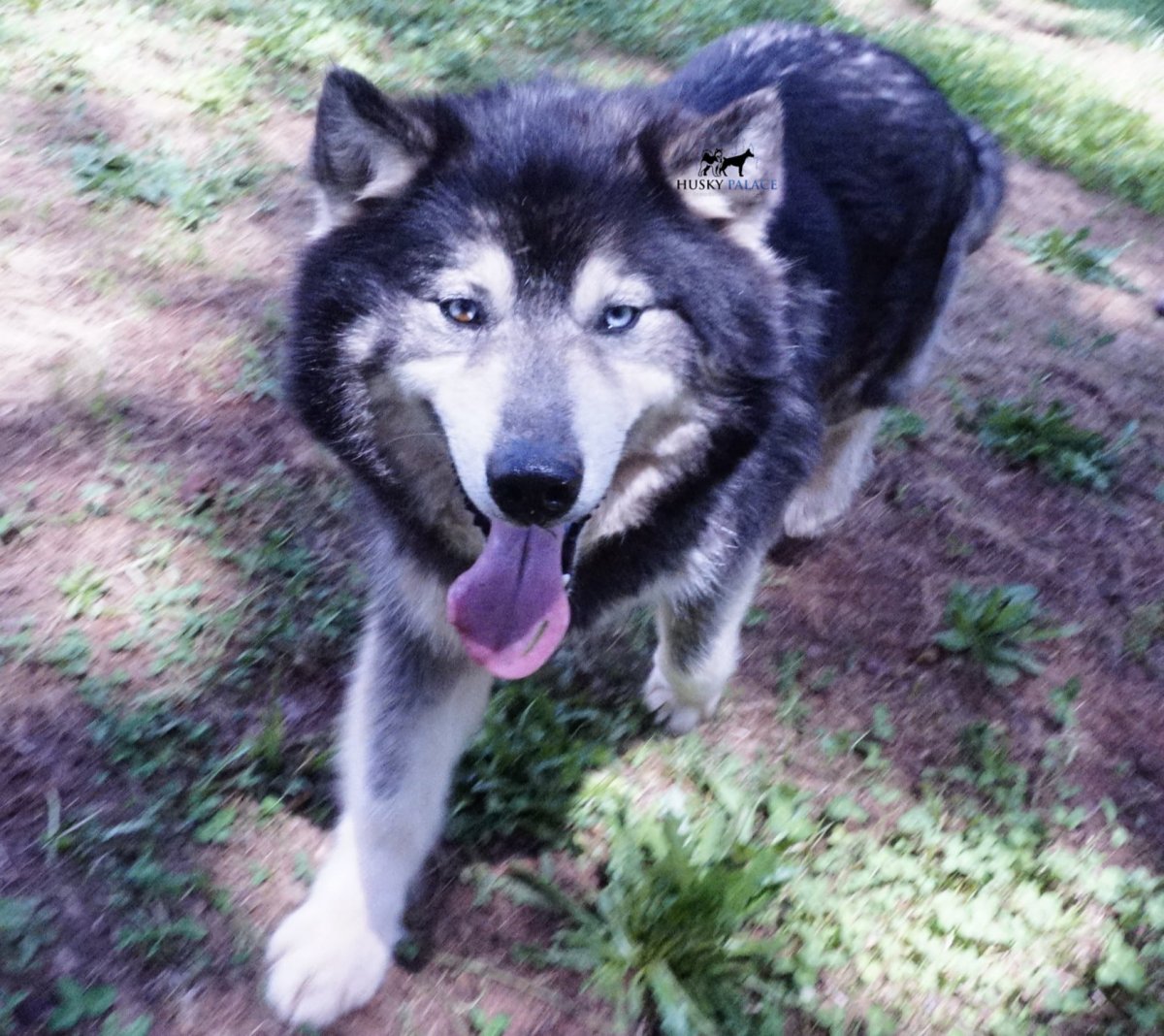 AKC Siberian Husky Breeder in NC & SC | Husky Palace
