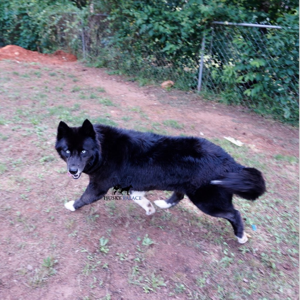 Panther, solid black husky - Husky Palace
