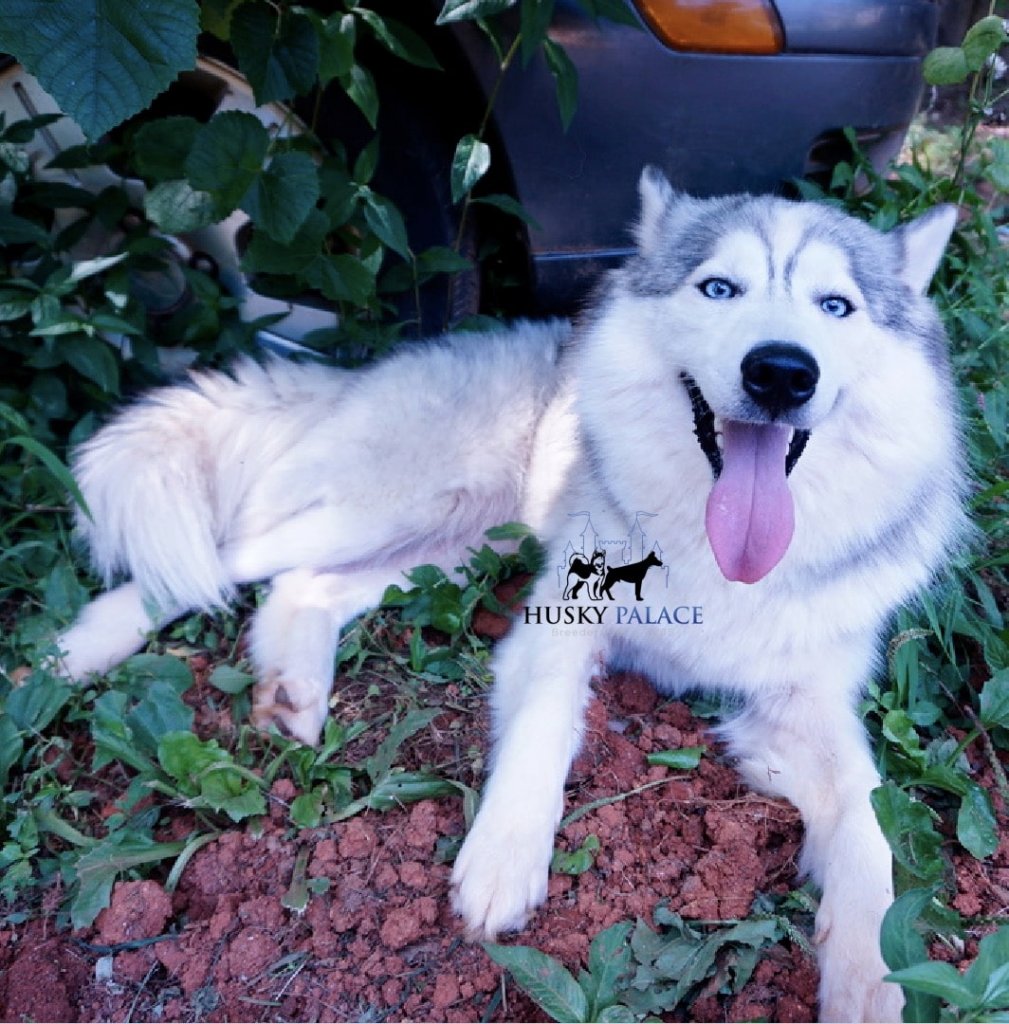 Siberian Husky Adult Dogs For Sale - Husky Palace