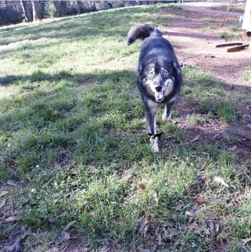 Husky Palace's Azula Queen of The Wild - Husky Palace