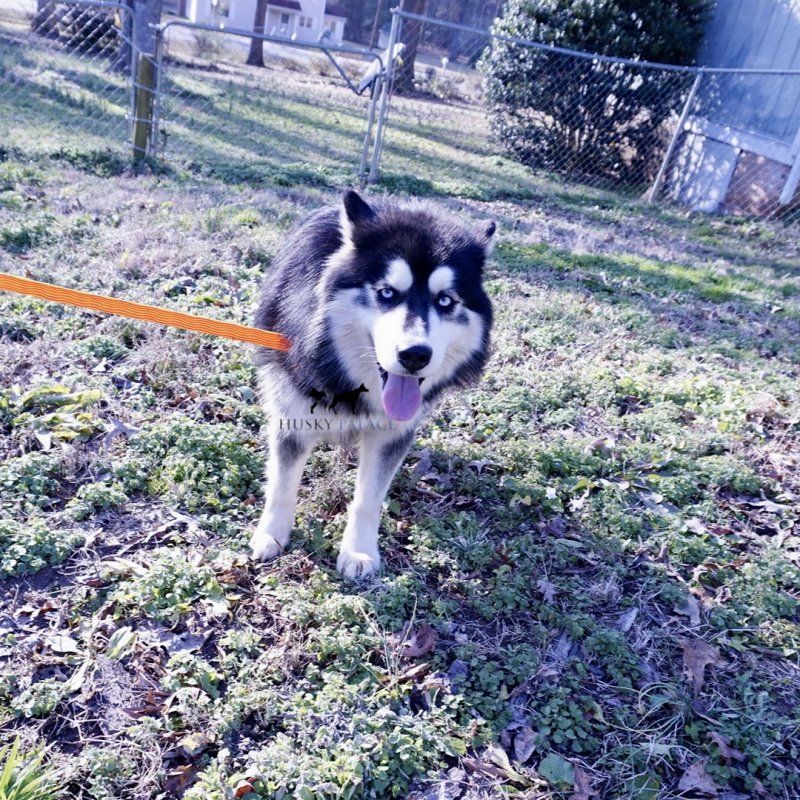 Husky Palace's Elijah Prince of New Orleans - Husky Palace