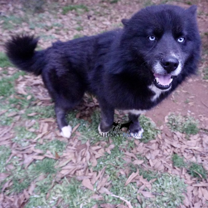Michaela, Queen of the Night - All Black - Husky Palace