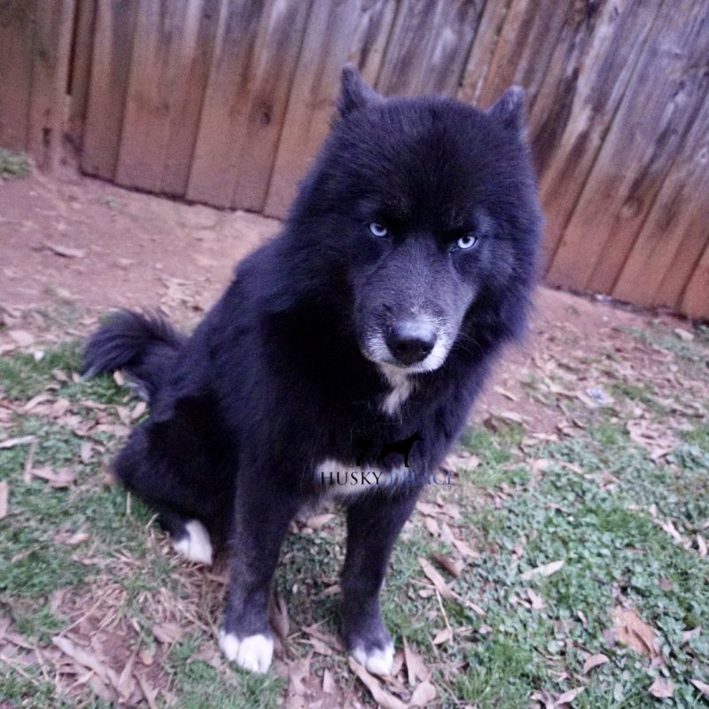 Michaela, Queen of the Night - All Black - Husky Palace