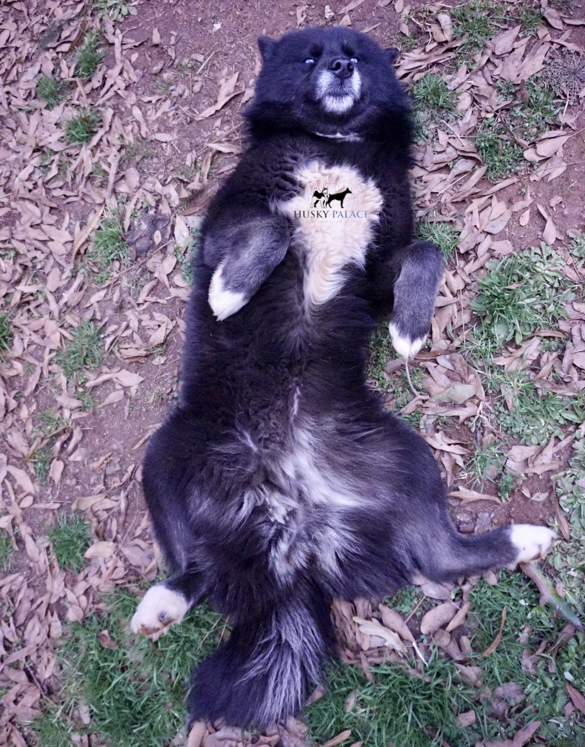 Michaela, Queen of the Night - All Black - Husky Palace