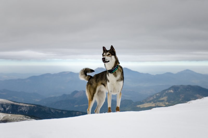 Everything You Need to Know About The Siberian Husky - Husky Palace