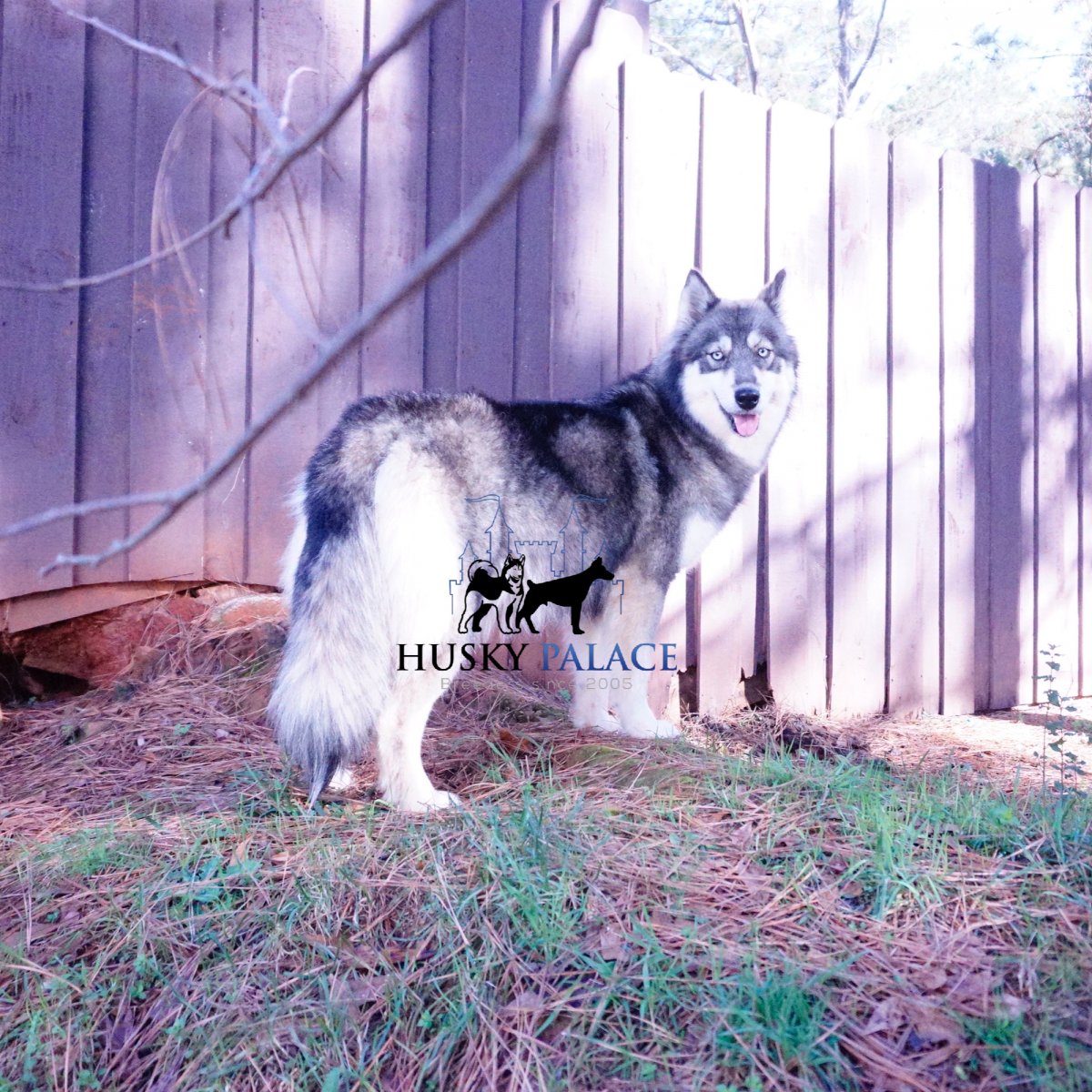 Husky Palace's Malibu Queen of California - Husky Palace