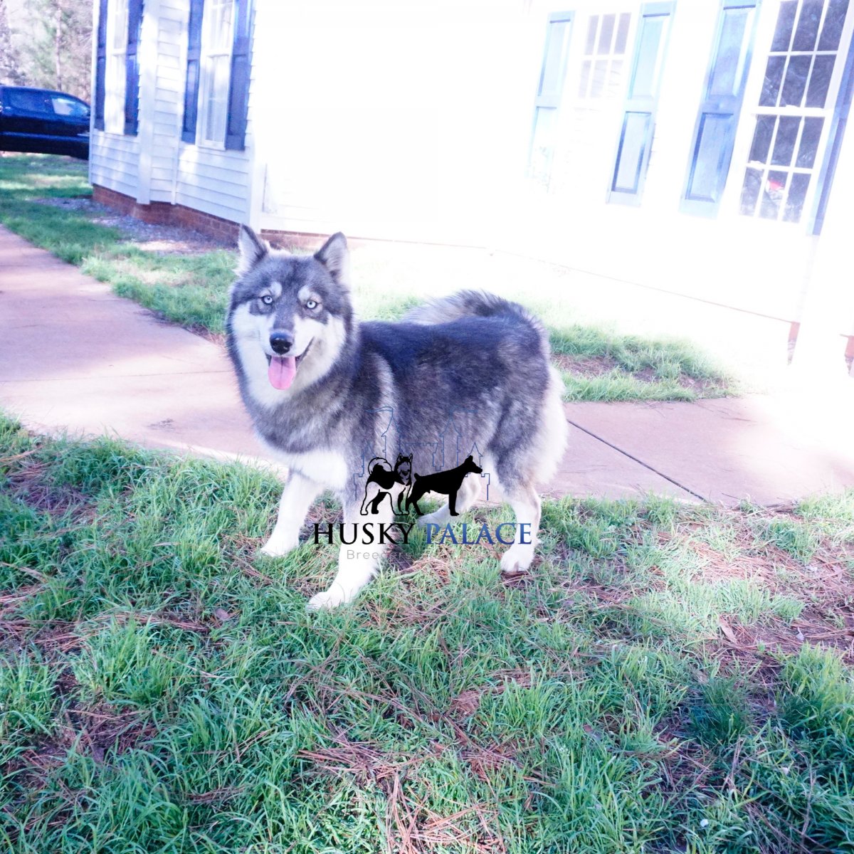 Husky Palace's Malibu Queen of California - Husky Palace