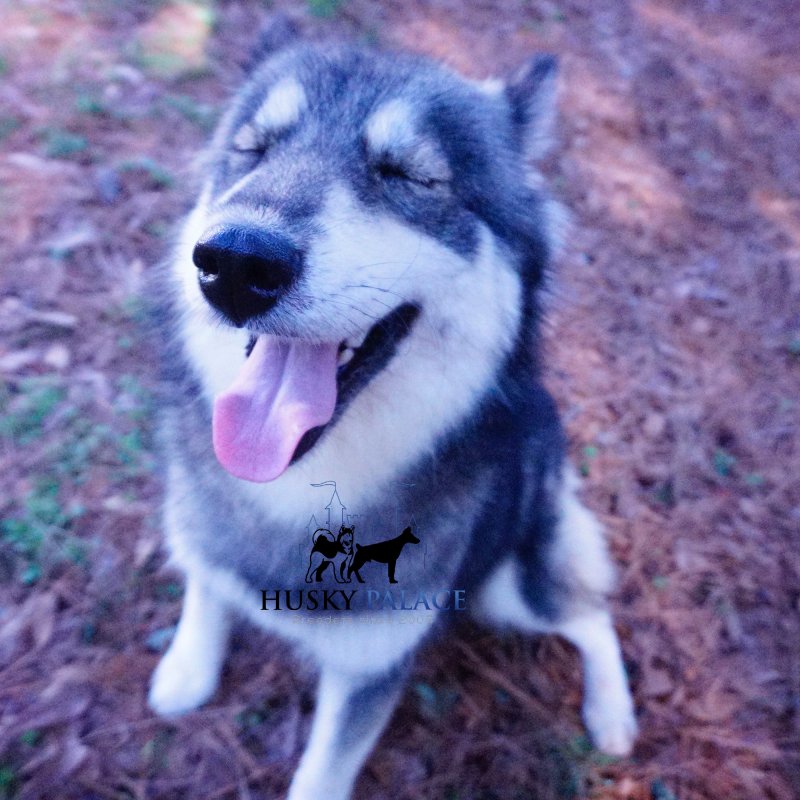 Husky Palace's Malibu Queen of California - Husky Palace