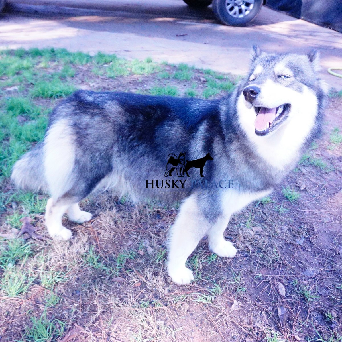 Husky Palace's Malibu Queen of California - Husky Palace