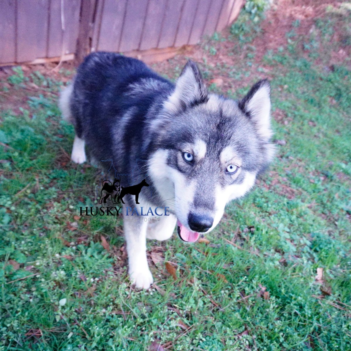 Husky Palace's Malibu Queen of California - Husky Palace
