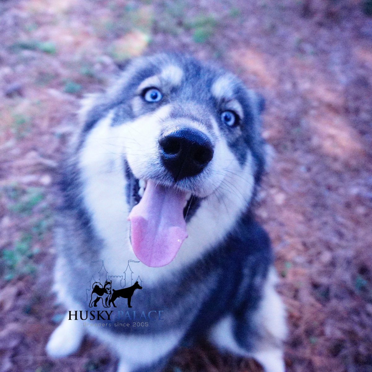 Husky Palace's Malibu Queen of California - Husky Palace