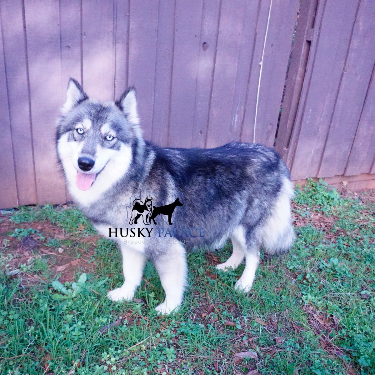 Our Siberian Huskies In Anderson, SC | Husky Palace